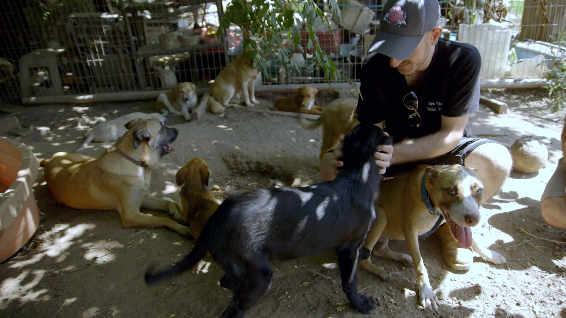 Dog Tales Rescue | CTV Life Channel | The Lede