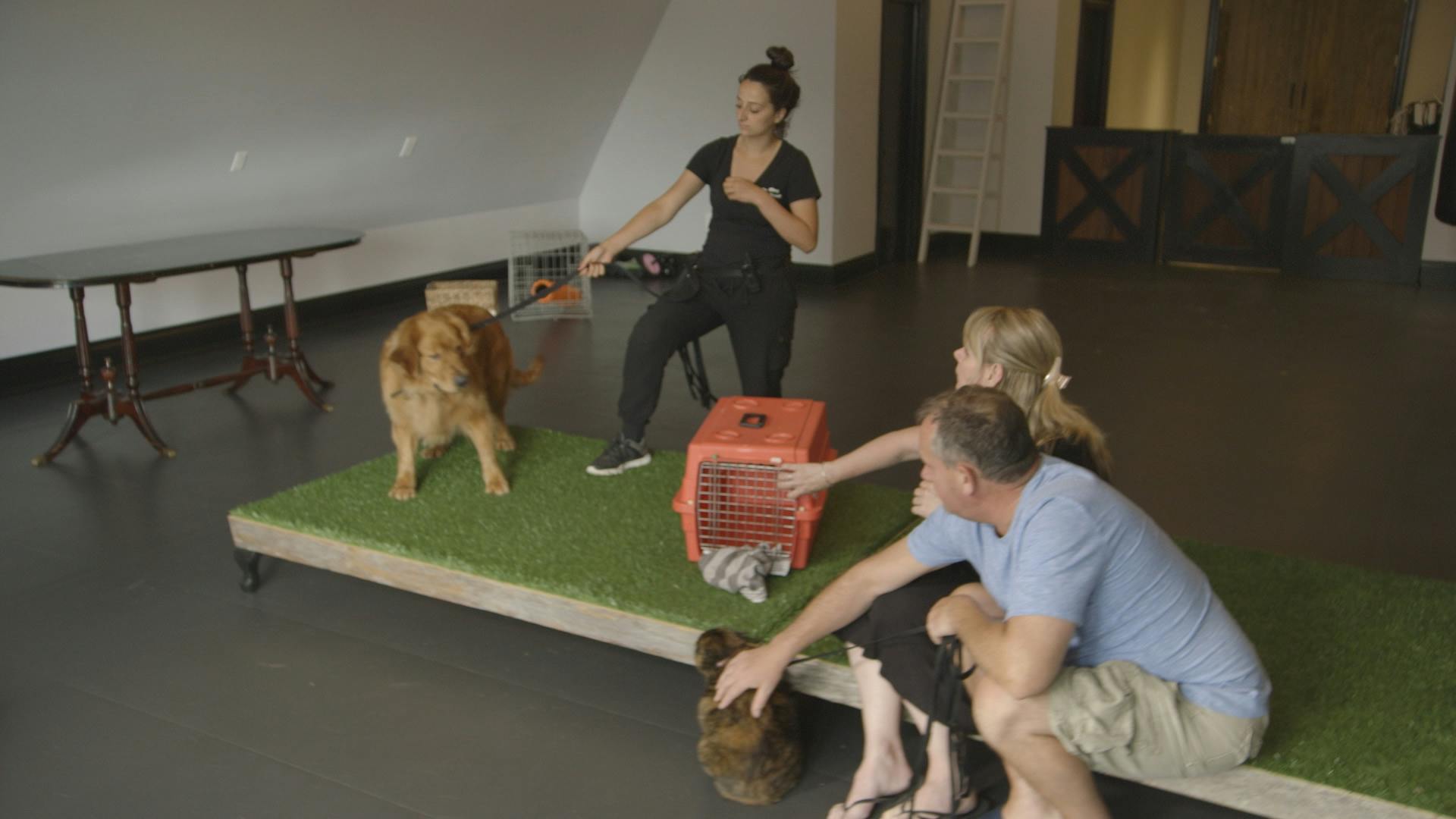 Dog Tales Rescue - Bell Media