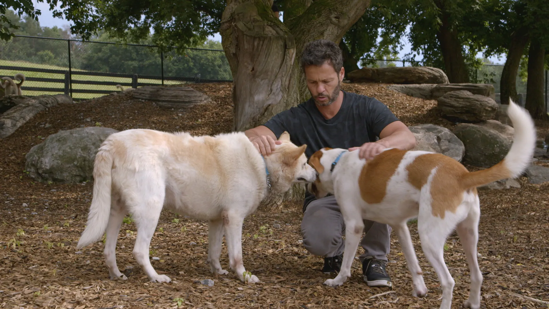 Dog Tales Rescue | CTV Life Channel | The Lede